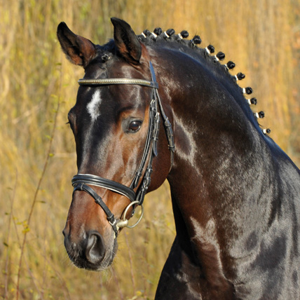 Elite Stallions - Stallions Discipline