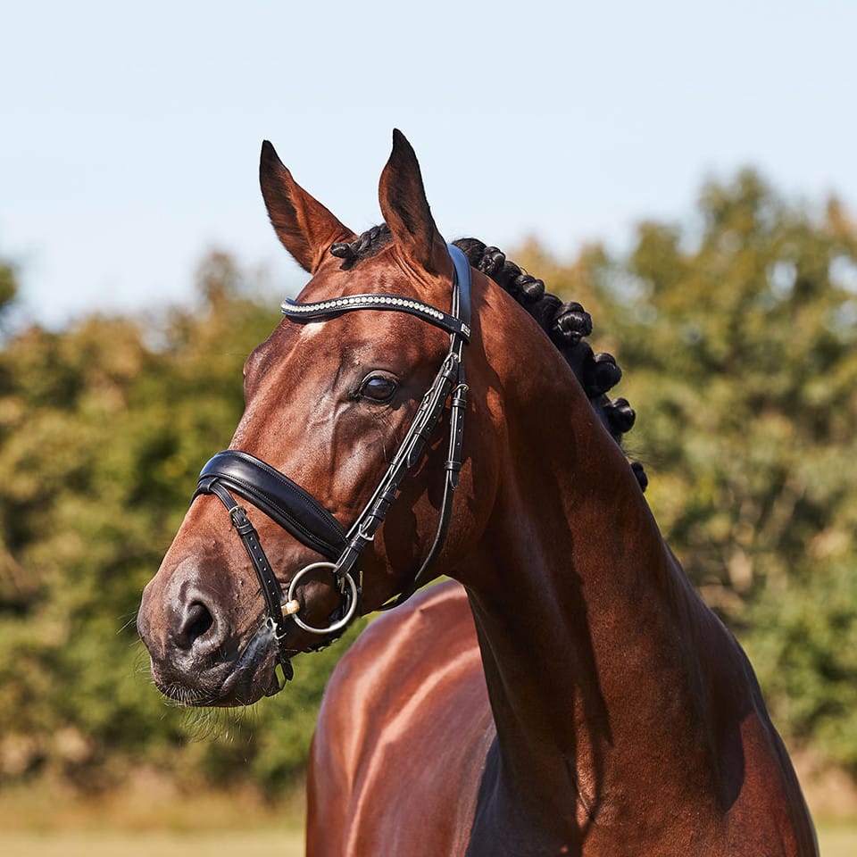 Elite Stallions - Stallions Discipline