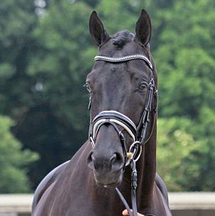 Elite Stallions - Stallion