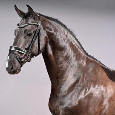 Elite Stallions - Stallion