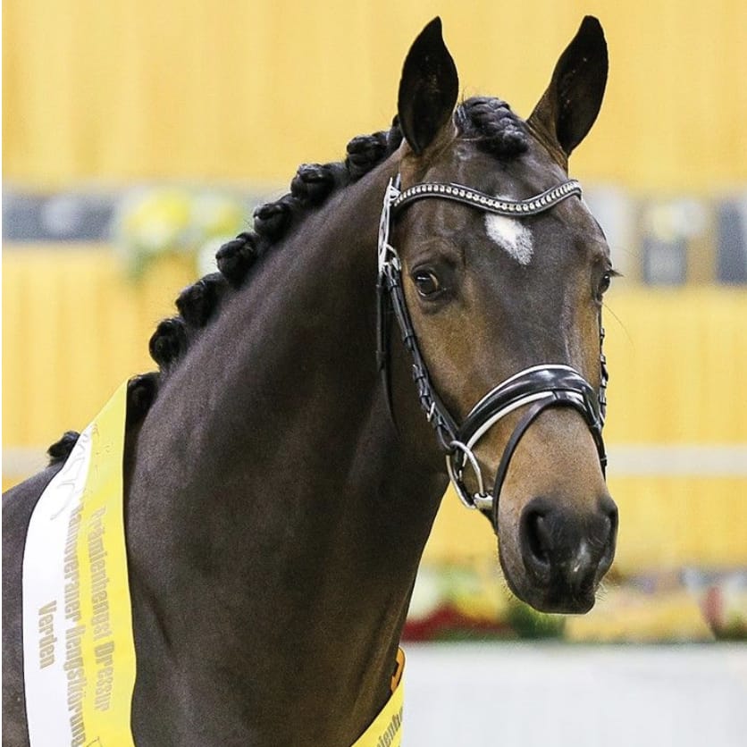 Elite Stallions - Stallion