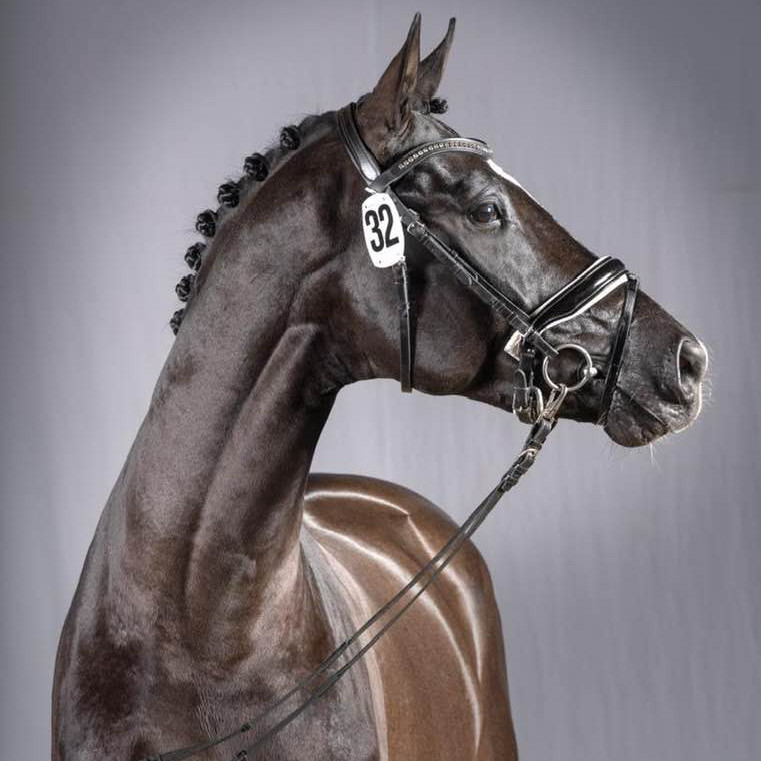 Elite Stallions - Stallion
